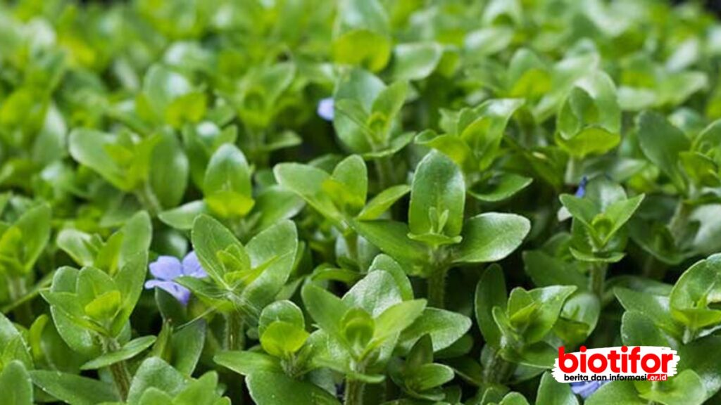 15 Jenis Tanaman Air Yang Cocok Untuk Akuarium