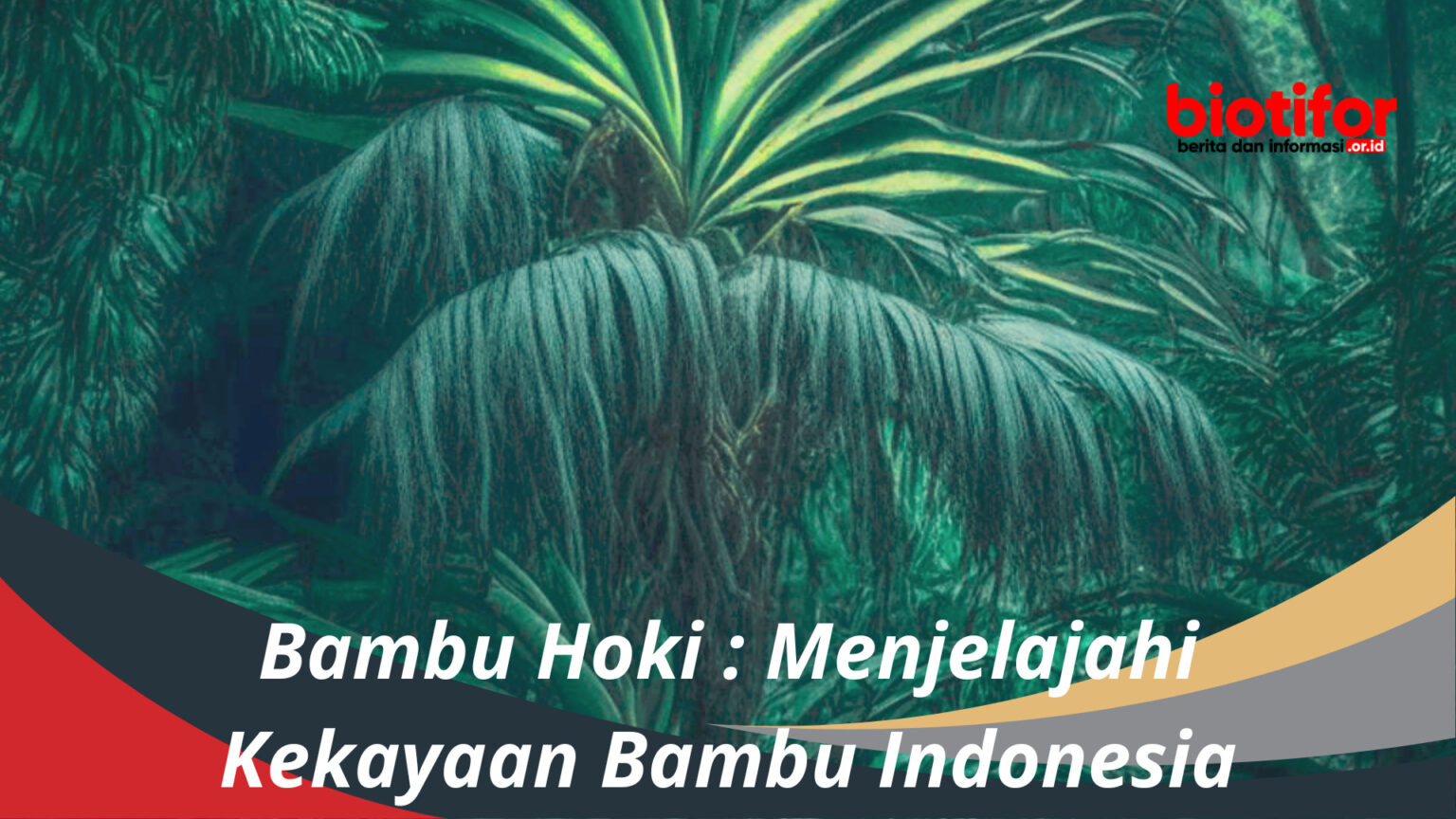 Manfaat Bambu Hoki : Menjelajahi Kekayaan Bambu Indonesia