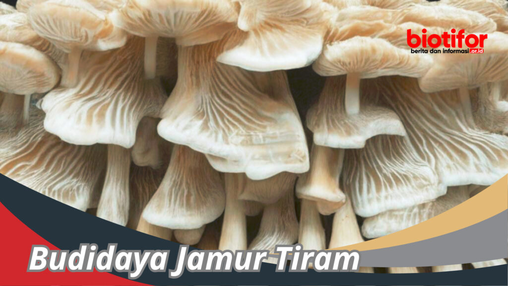 Budidaya Jamur Tiram: Panduan Lengkap Menanam Di Rumah