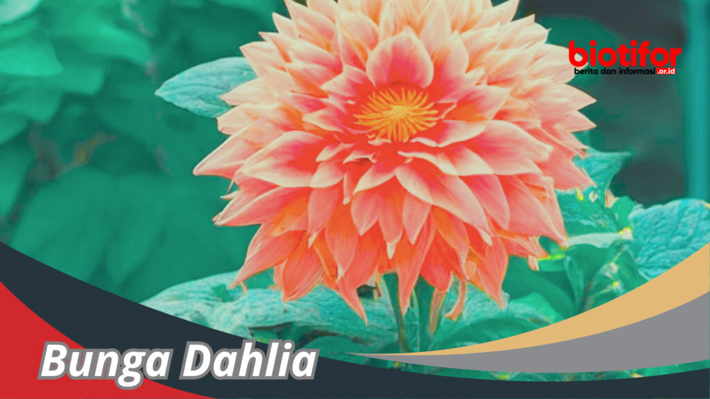 Jenis-Jenis Bunga Dahlia: Koleksi Cantik Untuk Taman Anda - Biotifor