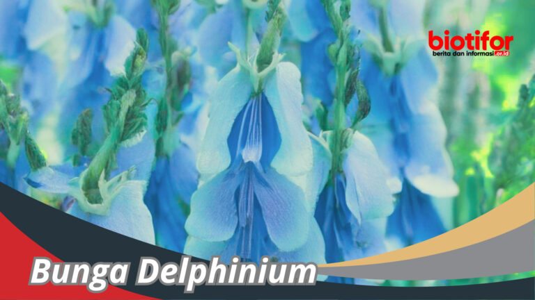 Bunga Delphinium: Kecantikan Dan Keanggunan Di Taman