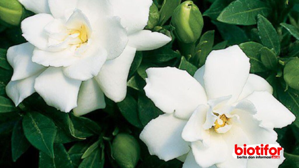 Manfaat Bunga Kaca Piring: Keindahan yang Tersembunyi