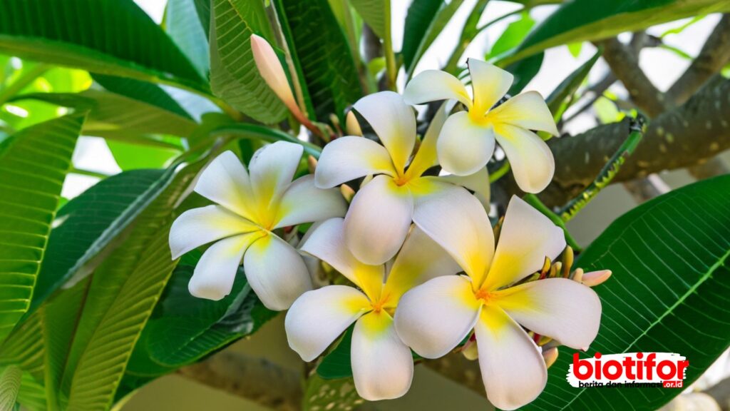 Manfaat Bunga Kamboja: Menyingkap Kecantikan dan Khasiatnya - Biotifor