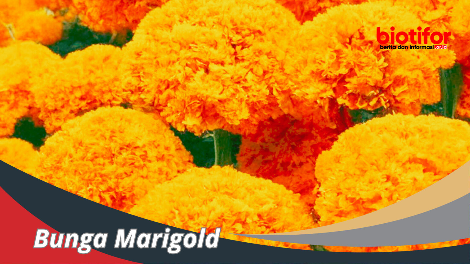 Bunga Marigold , Bunga Cerah Yang Serba Guna