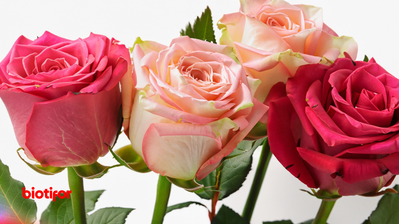 Cara Merawat Bunga Mawar dengan Benar - Biotifor