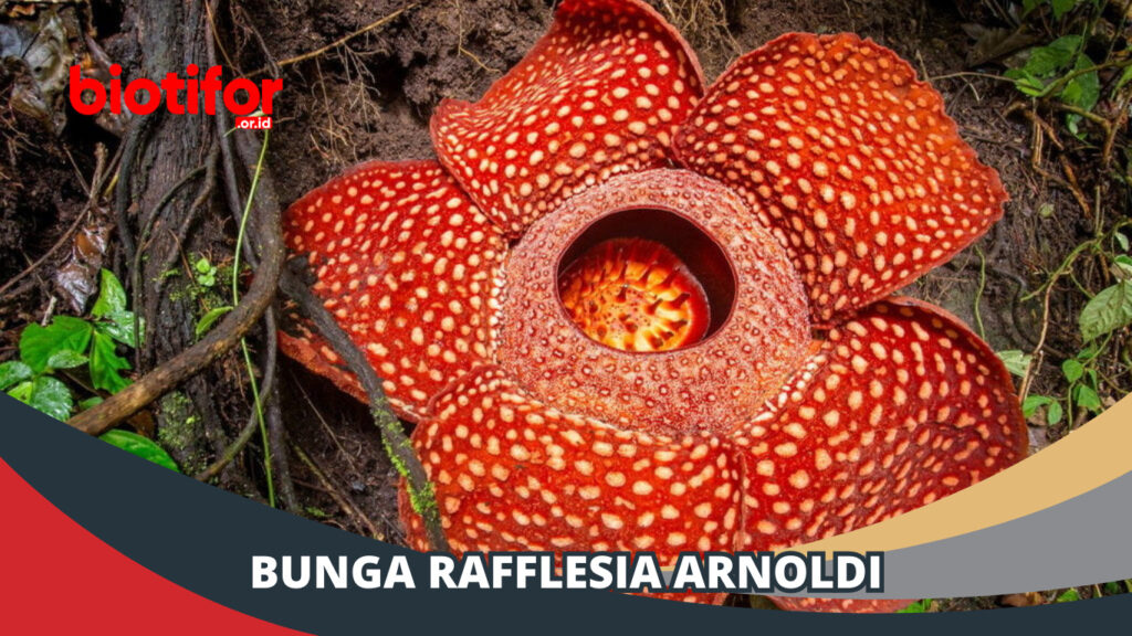 Bunga Rafflesia Arnoldi: Keajaiban Alam Indonesia yang Memukau - Biotifor