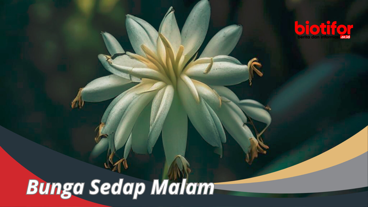 Jenis Bunga Mawar Keindahan dan Varietas yang Menakjubkan