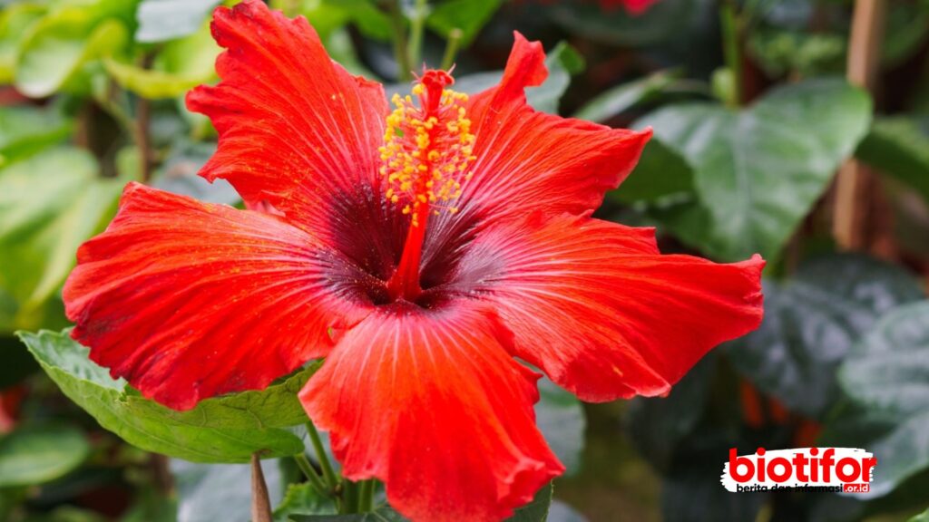 Manfaat Bunga Sepatu: Keajaiban Tersembunyi dari Bunga Populer