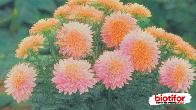 Jenis-jenis Bunga Krisan: Memahami Keindahan dan Makna