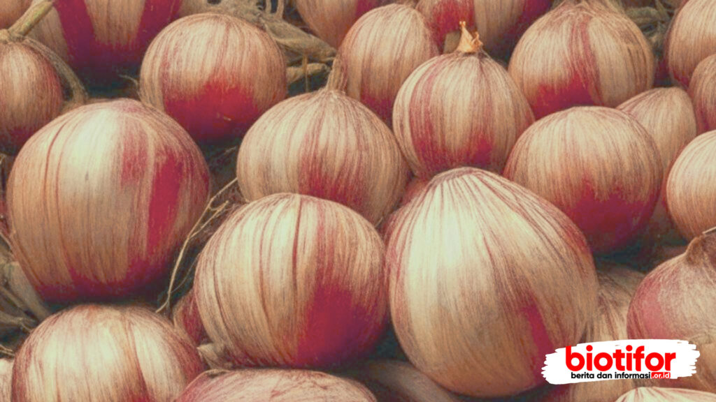 Cara Menanam Bawang Merah: Panduan Dan Perawatan Untuk Hasil Melimpah