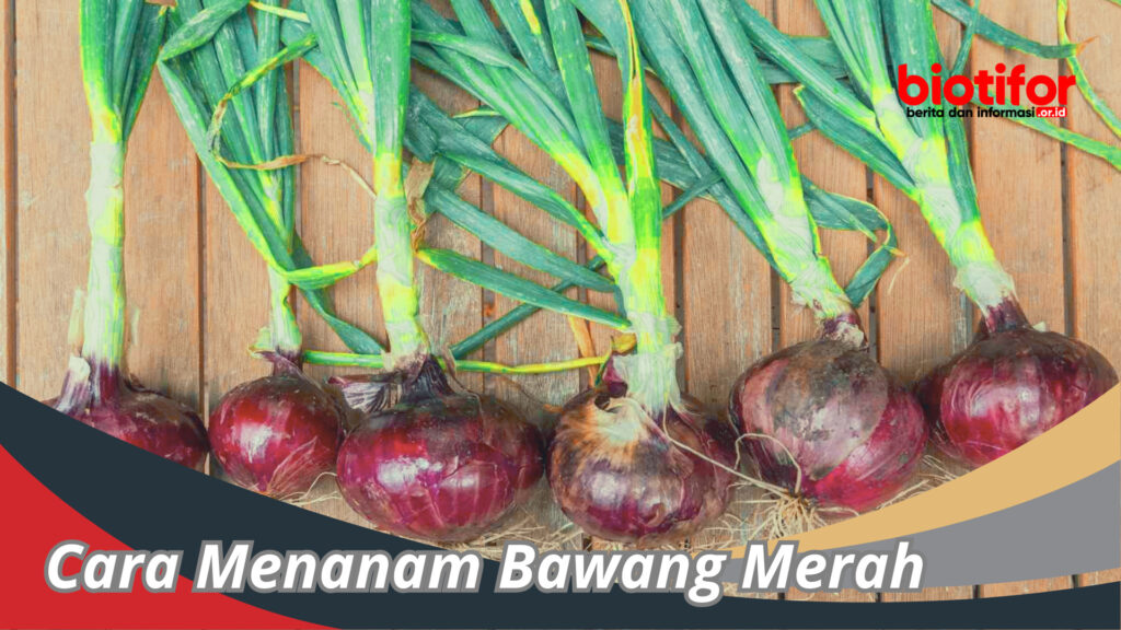 Cara Menanam Bawang Merah: Panduan Dan Perawatan Untuk Hasil Melimpah