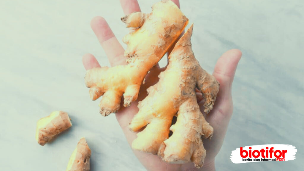 Cara Menanam Jahe : Panduan Lengkap Hasil Memuaskan