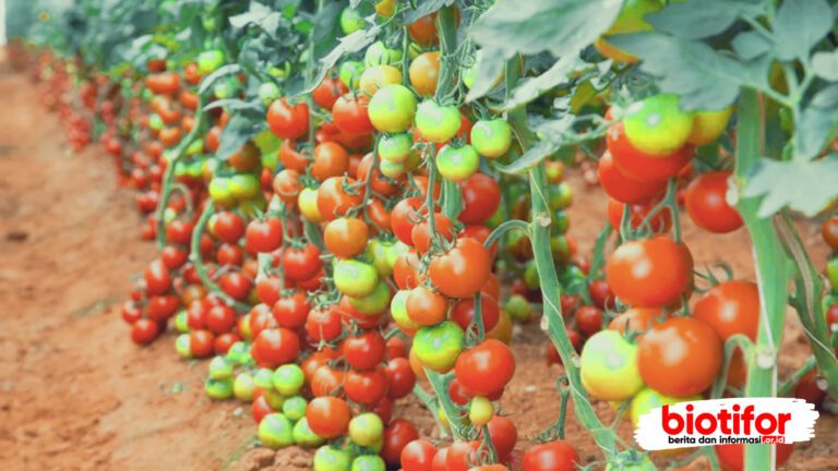 Cara Menanam Tomat : Panduan Lengkap Untuk Hasil Melimpah