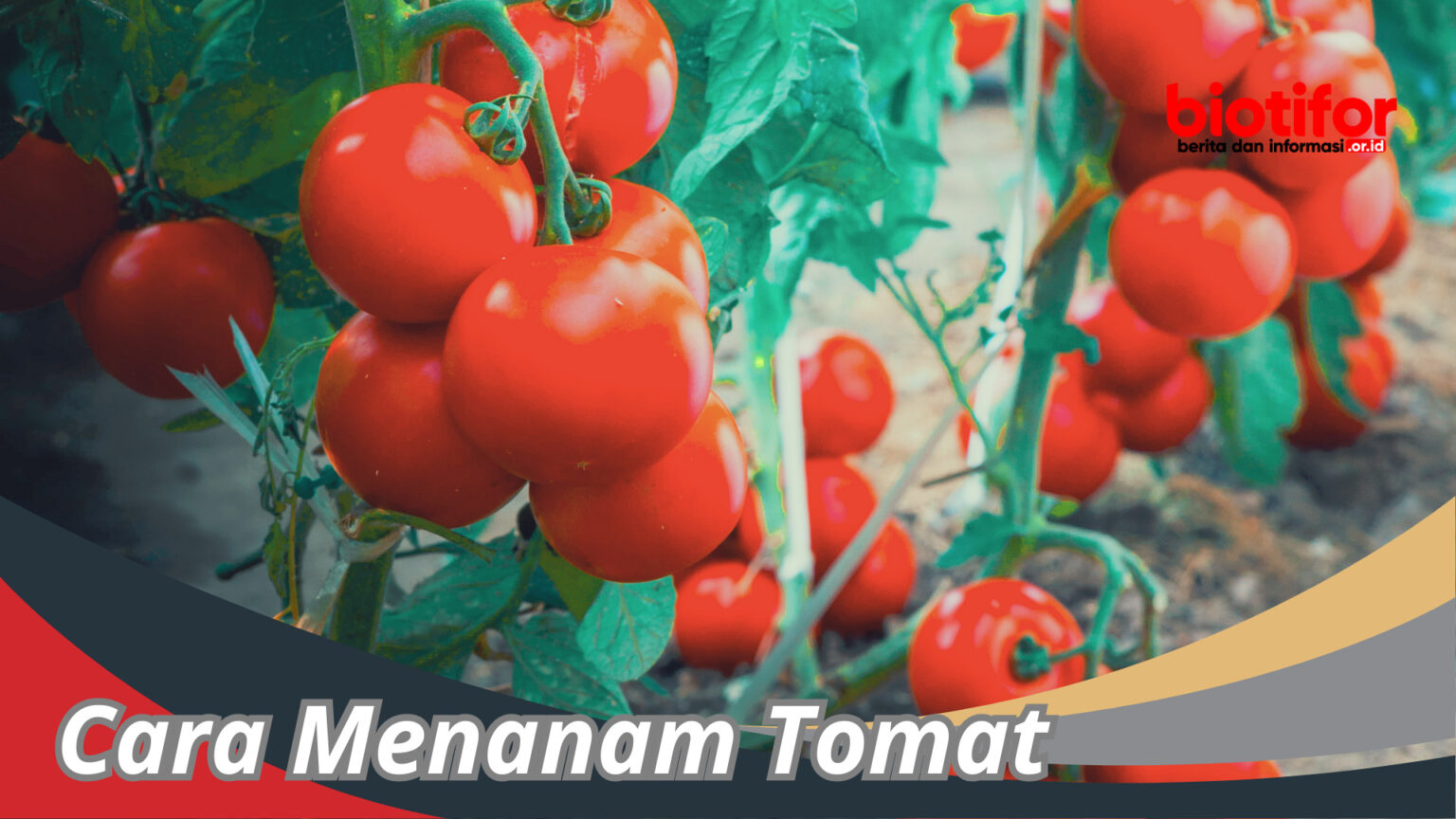 Cara Menanam Tomat : Panduan Lengkap Untuk Hasil Melimpah