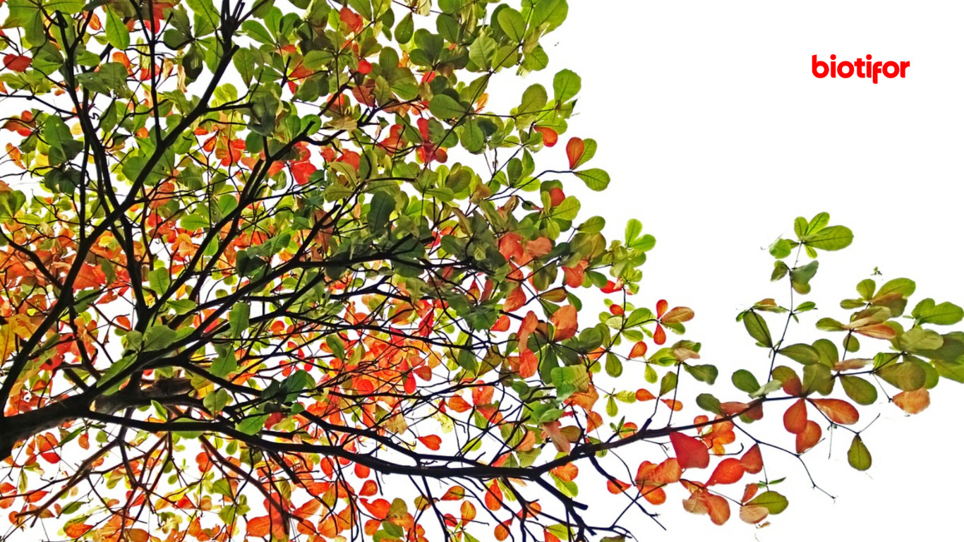 Pohon Ketapang: Mengenal Pohon Multifungsi dari Indonesia - Biotifor