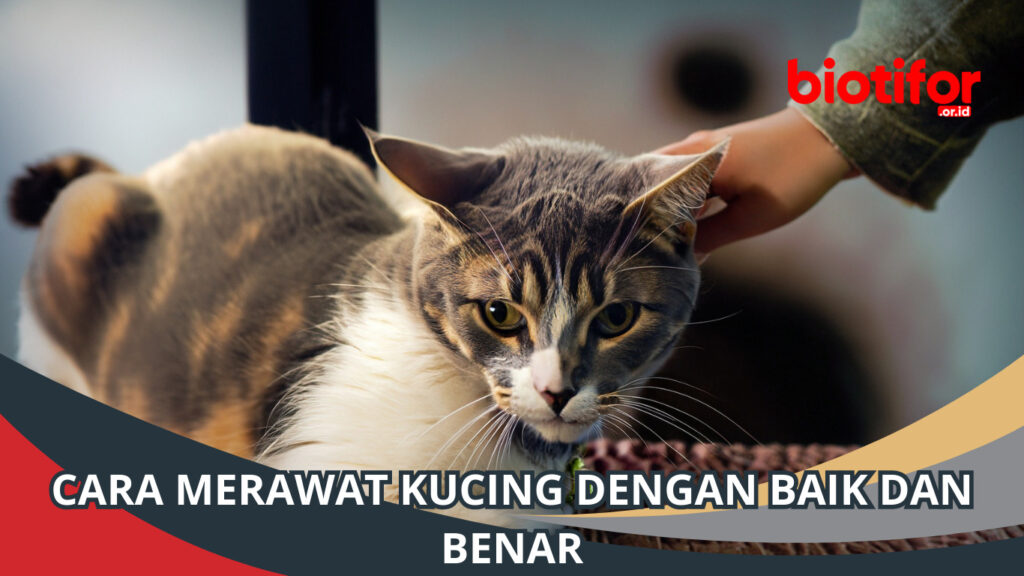 Cara Merawat Kucing dengan Baik dan Benar - Biotifor