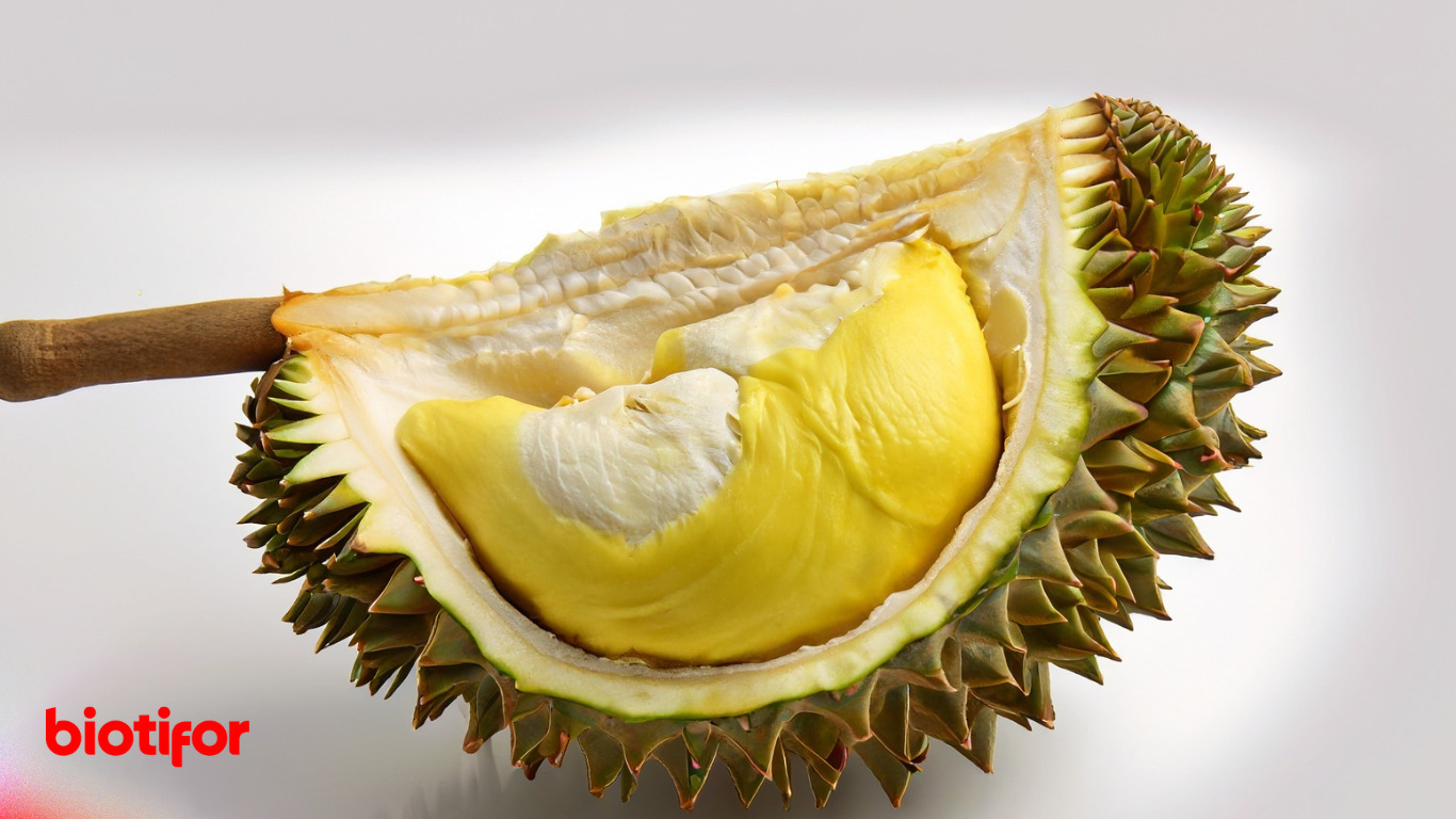 Manfaat Durian: Nikmati Kelezatan dan Khasiat Buah Durian - Biotifor