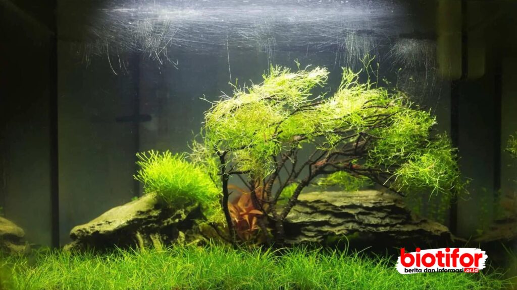 15 Jenis Tanaman Air Yang Cocok Untuk Akuarium