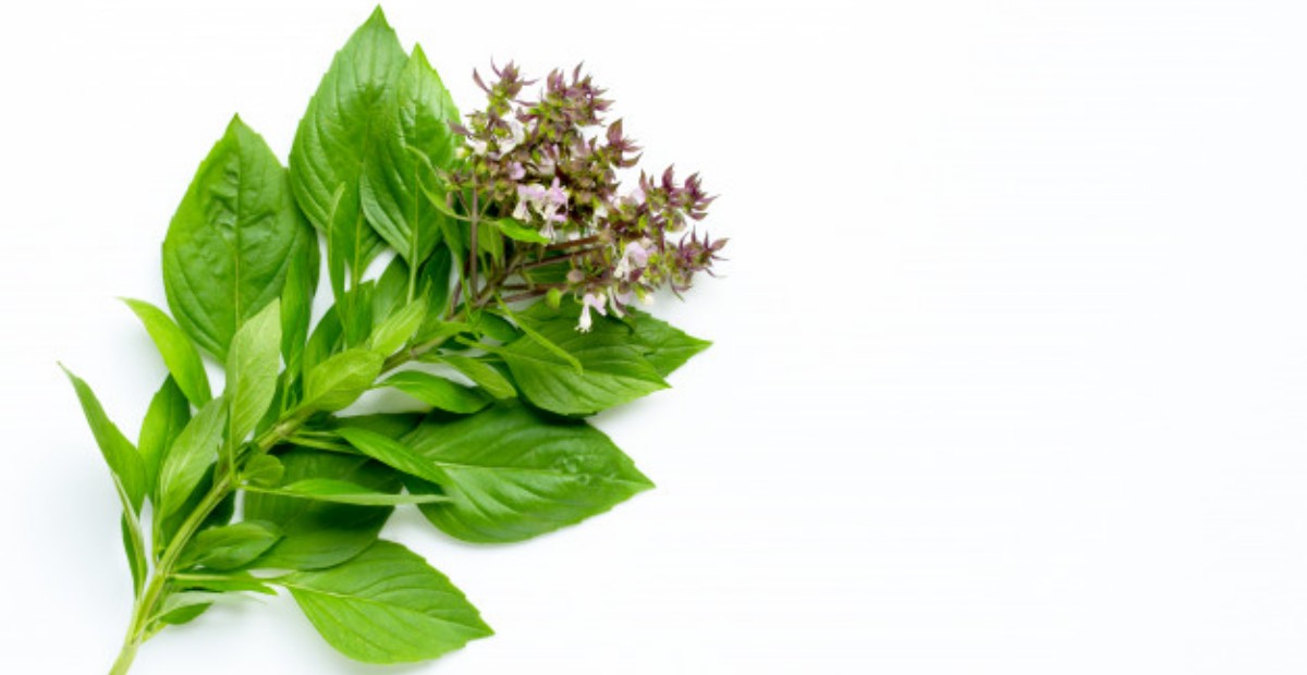 Mengenal Daun Kemangi Beserta Khasiatnya untuk Kesehatan - Biotifor