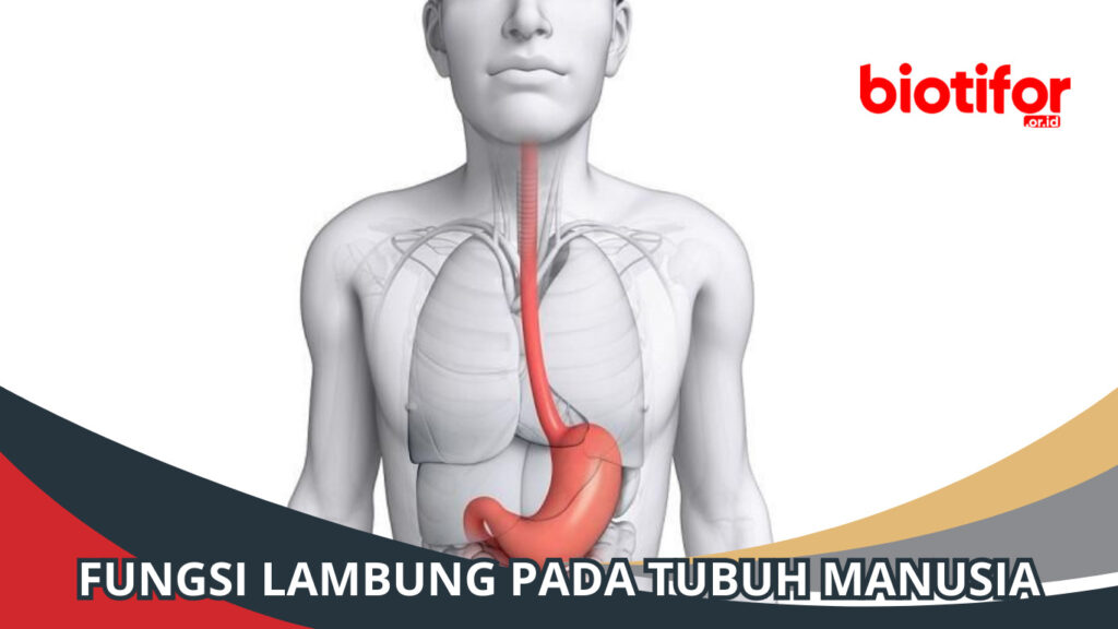 Fungsi Lambung: Pentingnya Organ yang Sering Diabaikan - Biotifor