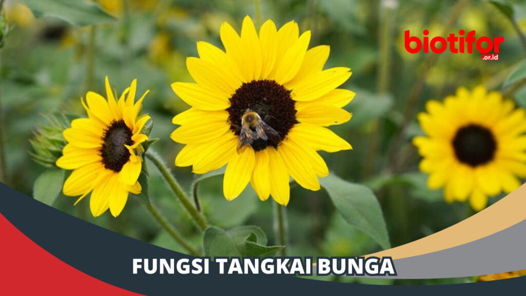 5 Fungsi Tangkai Bunga dan Cara Merawatnya, Simak! - Biotifor