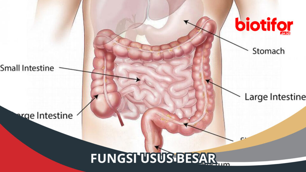 Fungsi Usus Besar: Pentingnya Organ Pencernaan ini! - Biotifor