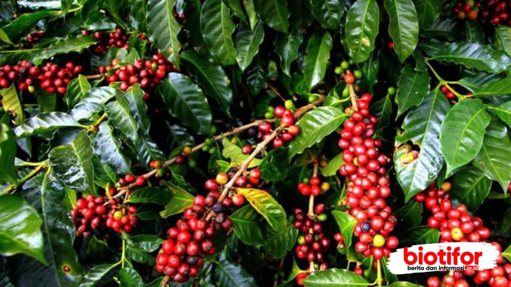 12 Jenis Tanaman Kopi: Panduan Lengkap untuk Pecinta Kopi