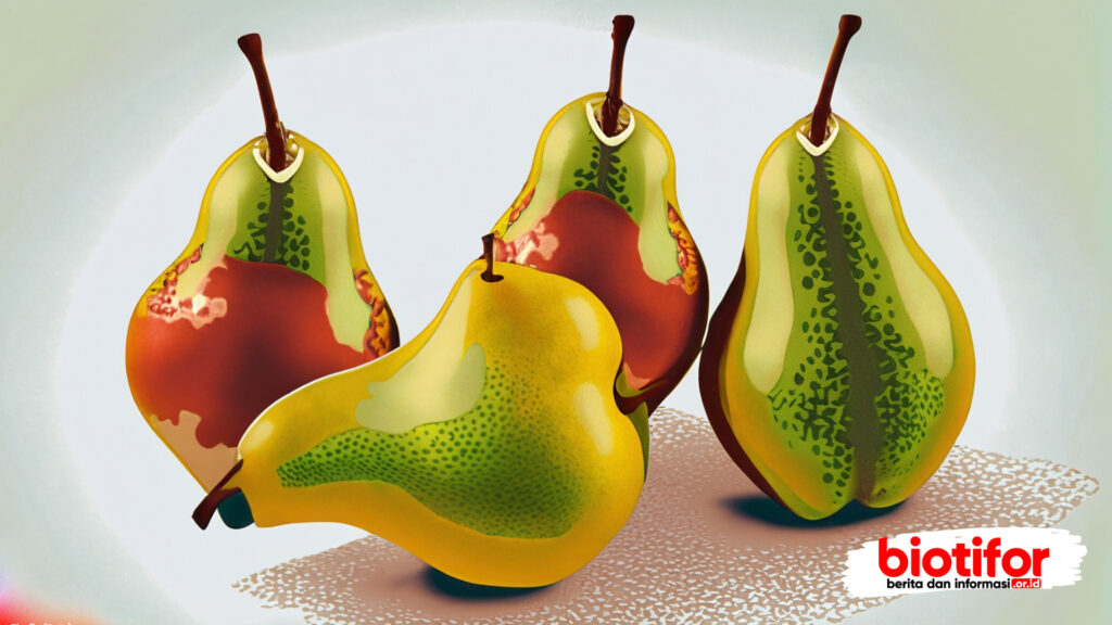 Manfaat Buah Pir: Segarkan Tubuh dan Tingkatkan Kesehatan - Biotifor