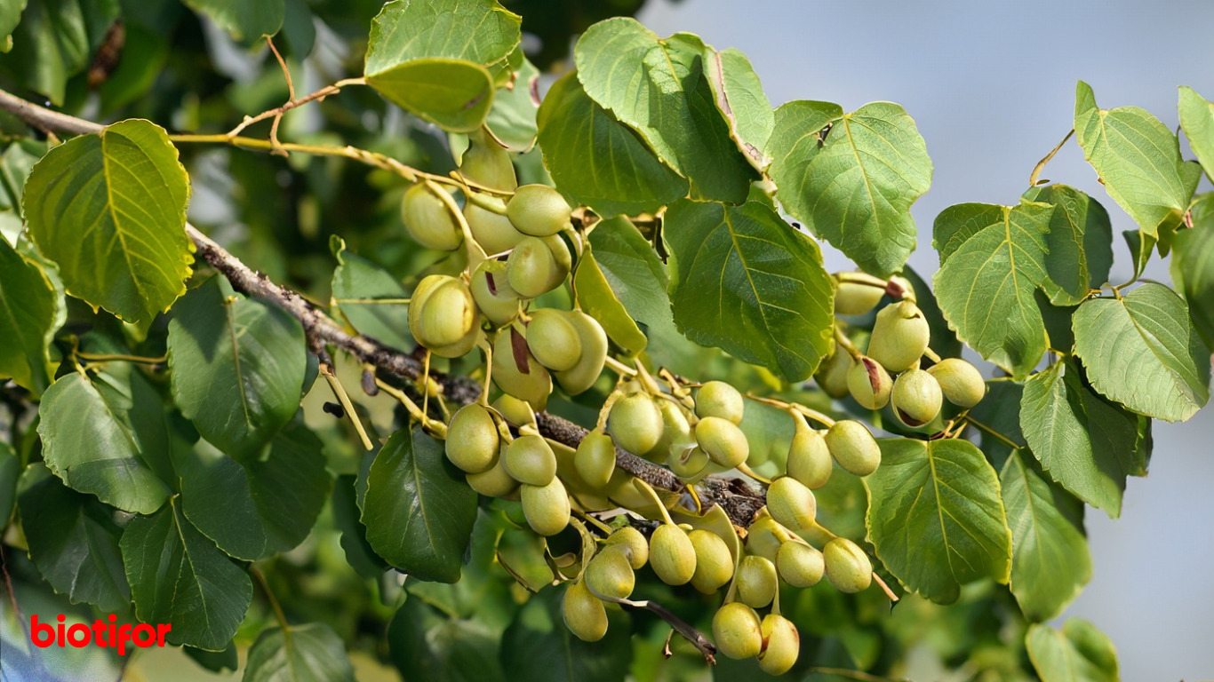Pohon Bidara - Pengetahuan tentang Pohon Asli Indonesia - Biotifor