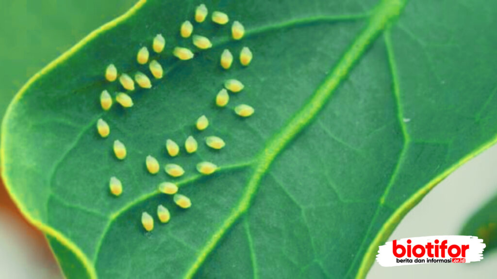 Hama Tanaman : Pengertian, Jenis Dan Cara Mengatasi