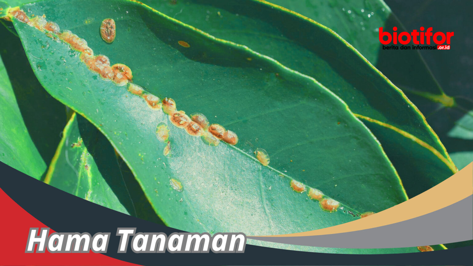 Hama Tanaman : Pengertian, Jenis Dan Cara Mengatasi