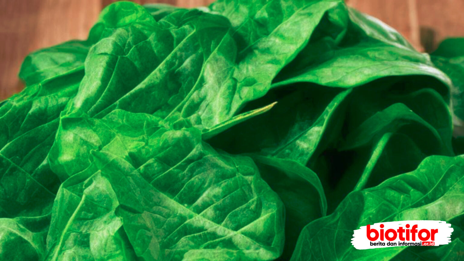 Jenis Bayam : Segala Yang Perlu Anda Ketahui