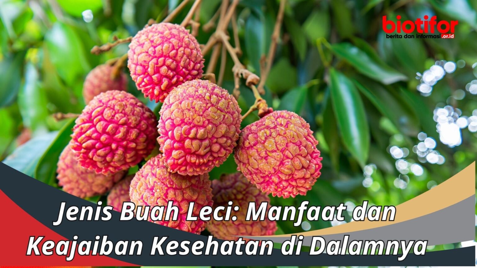 Jenis Buah Leci: Manfaat dan Keajaiban Kesehatan di Dalamnya