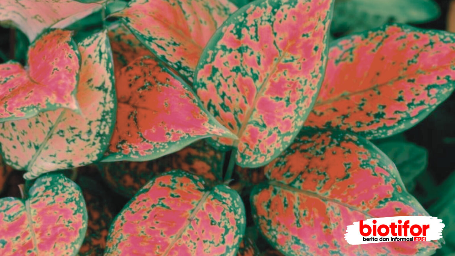 Jenis Bunga Aglonema: Bunga Menarik Dan Beragam