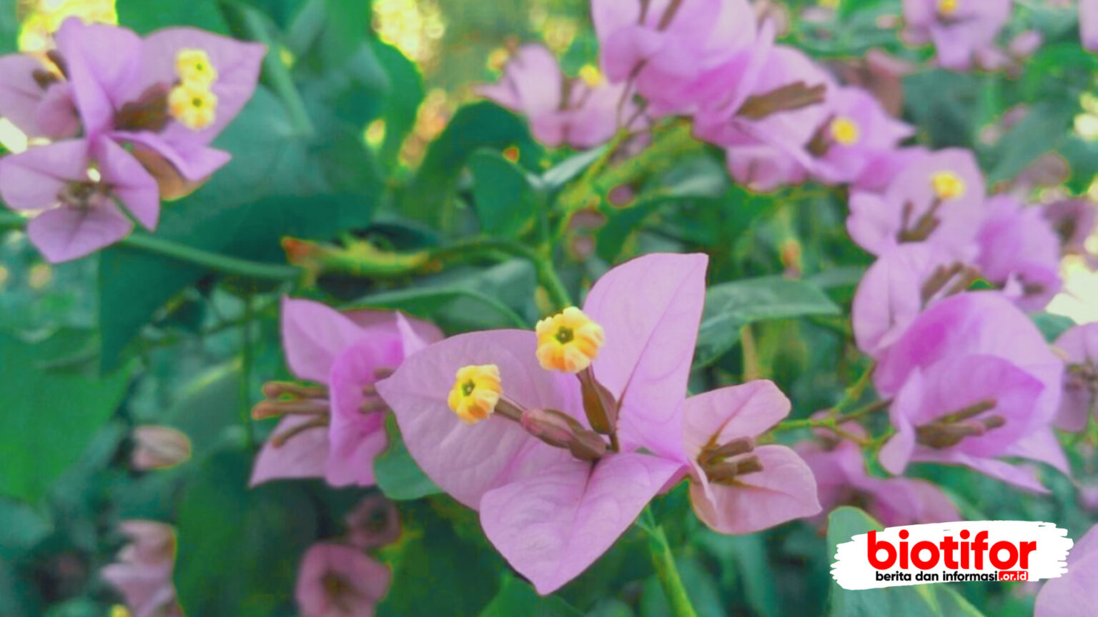 Jenis Bunga Bougenville: Koleksi Bunga Yang Memikat