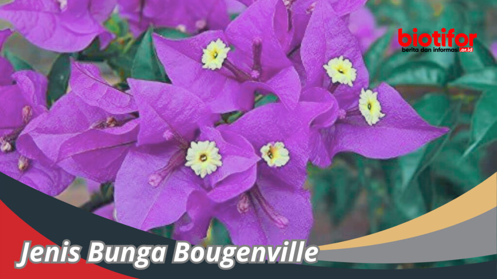 Jenis Tanaman Perdu: Pilihan Terbaik untuk Taman Anda - Biotifor