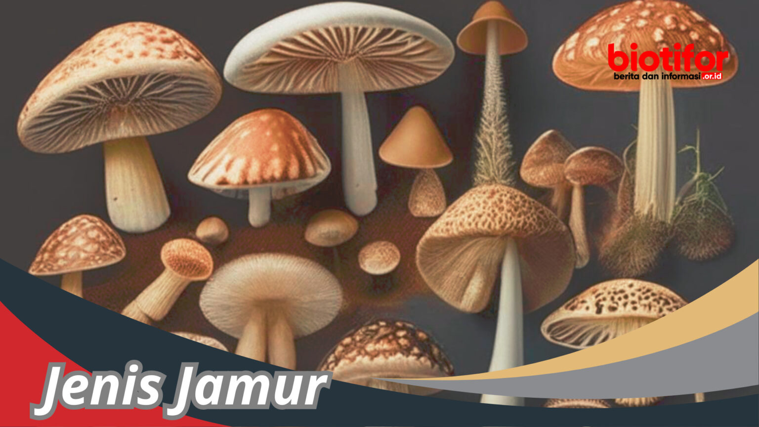 Nama Dan Jenis Jamur Yang Populer