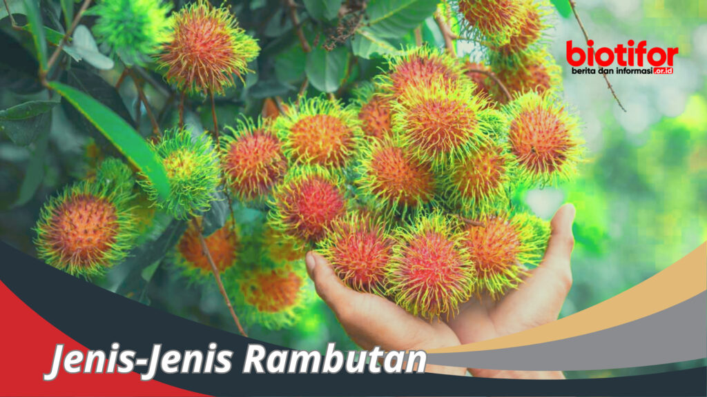 Jenis-Jenis Rambutan Yang Sangat Nikmat Dan Populer