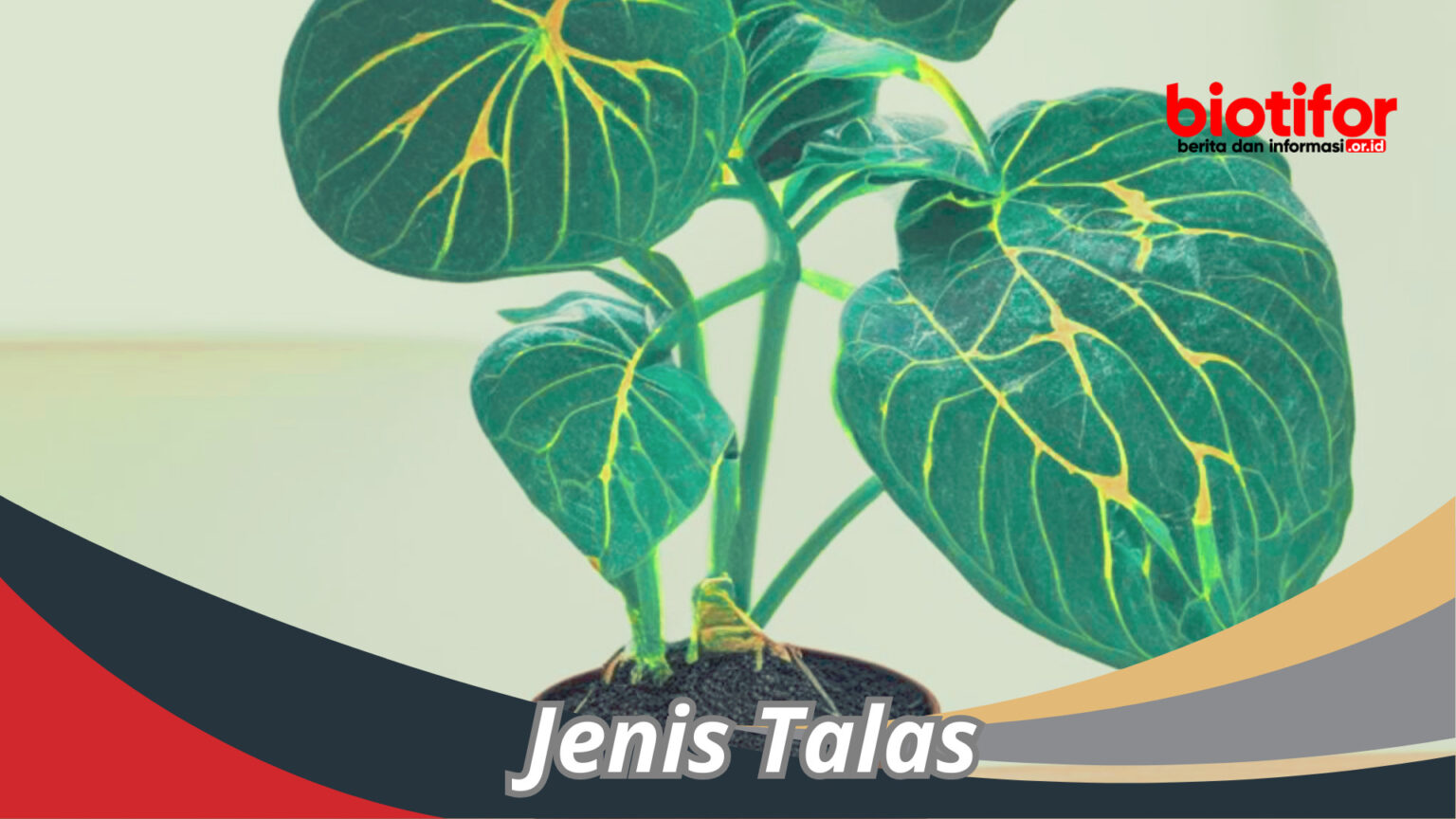 Macam-Macam Jenis Talas Yang Populer