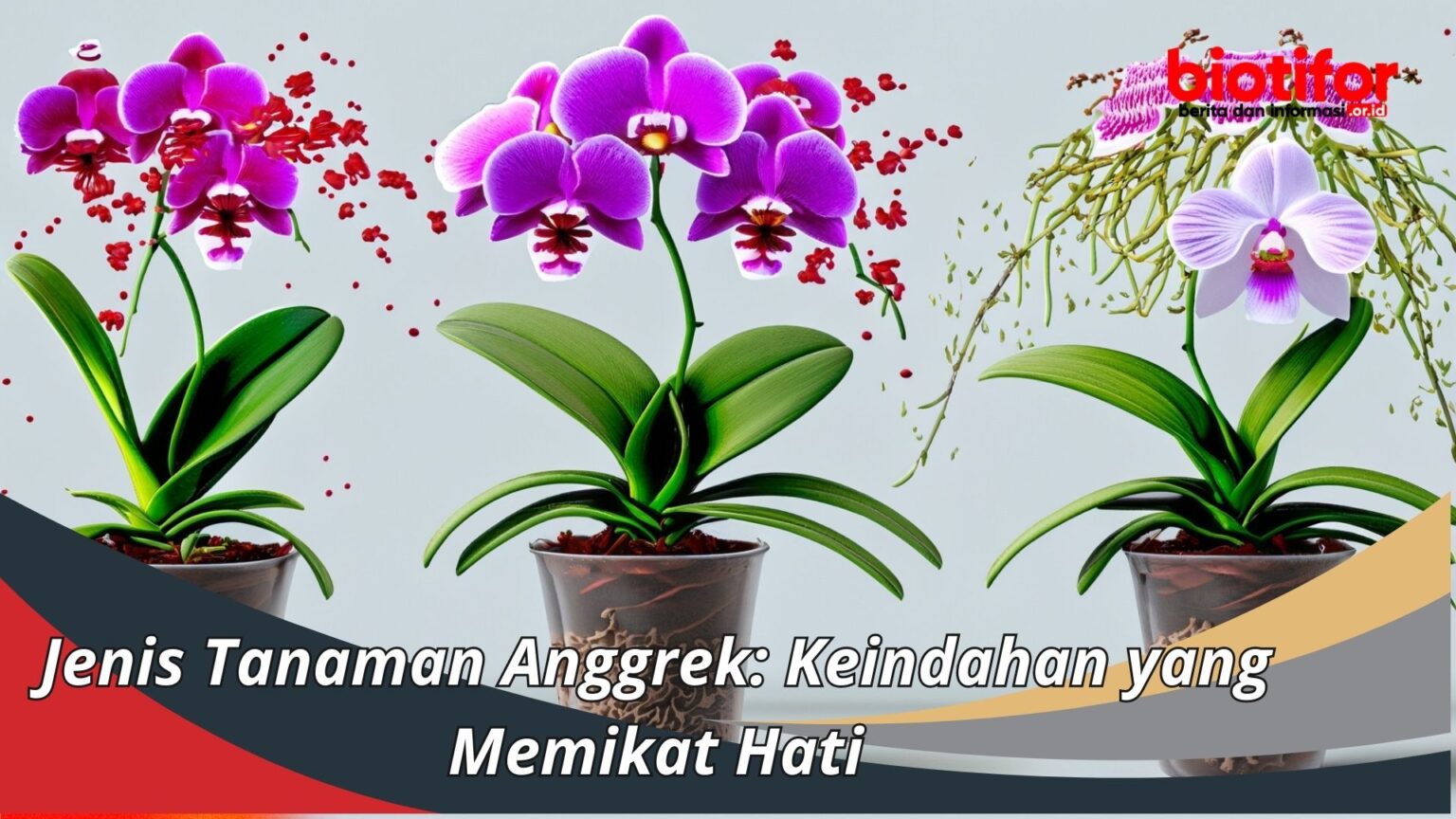 Jenis Tanaman Anggrek: Keindahan yang Memikat Hati