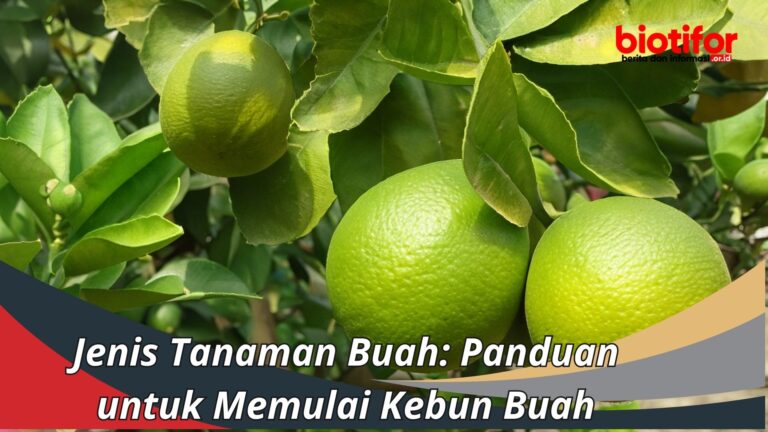 Jenis Tanaman Buah: Panduan untuk Memulai Kebun Buah Jenis Tanaman Buah: Panduan untuk Memulai Kebun Buah