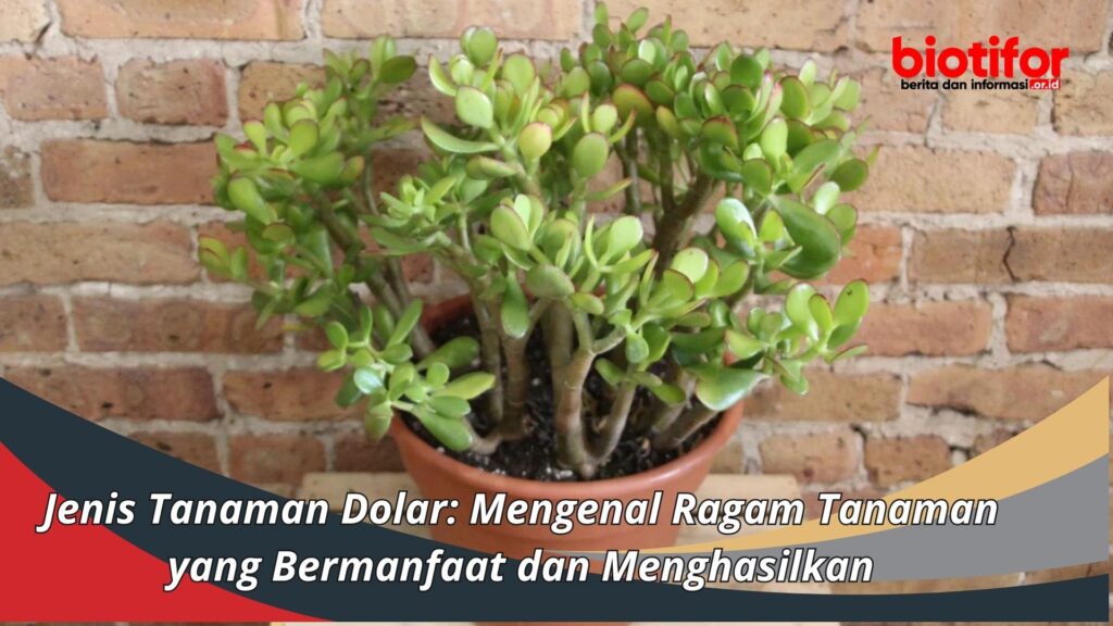 Jenis Tanaman Dolar: Mengenal Ragam Tanaman yang Bermanfaat dan ...