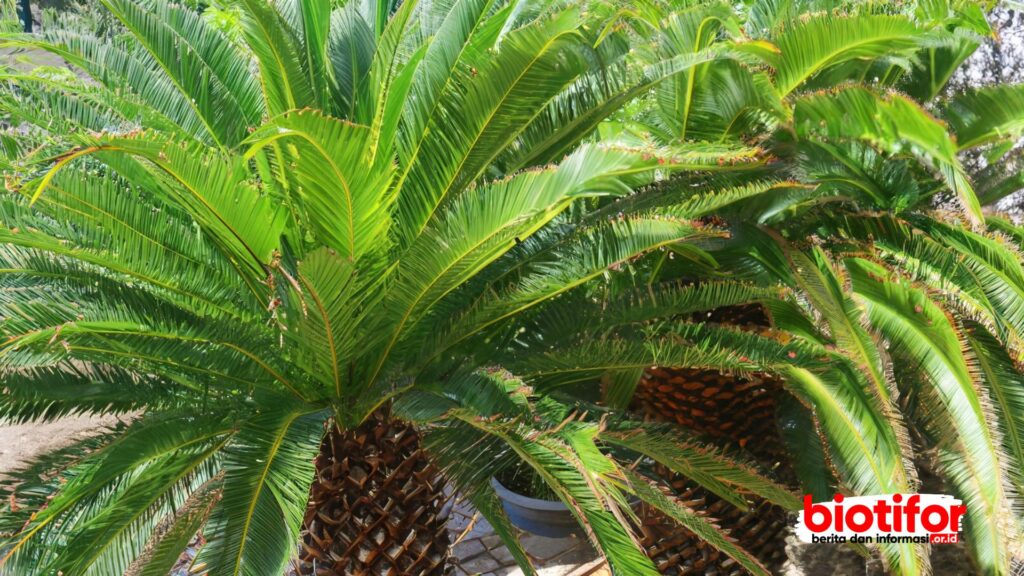 Jenis Tanaman Palem: Panduan untuk Menanam dan Merawatnya