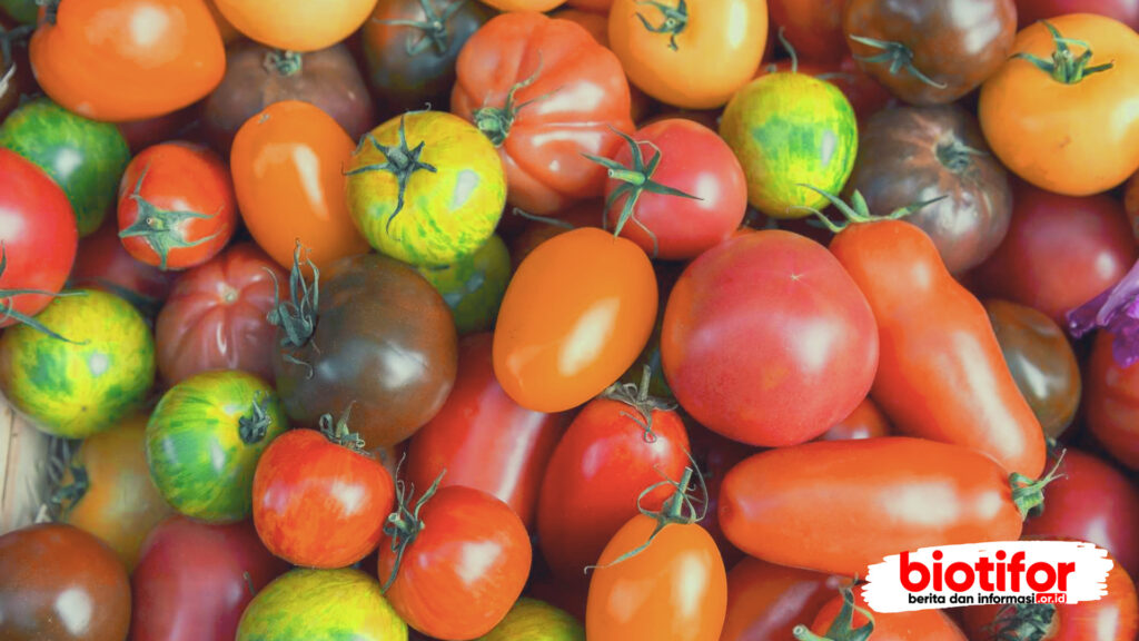 Nama Dan Jenis Tomat Yang Harus Kalian Ketahui