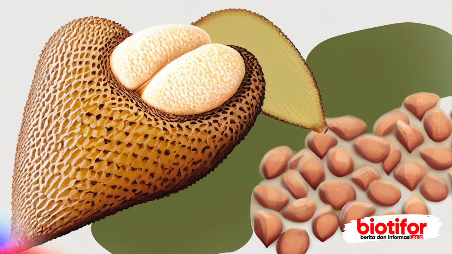 Manfaat Buah Salak, Buah Tropis untuk Menyehatkan Tubuh - Biotifor