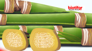 Manfaat Tebu: Mengenal Keajaiban dan Kegunaan Tanaman Manis - Biotifor