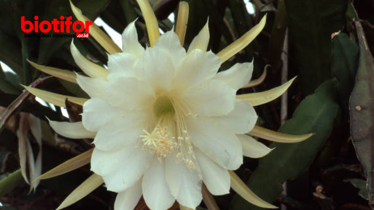 Cara Menanam Bunga Wijaya Kusuma Dengan Benar - Biotifor