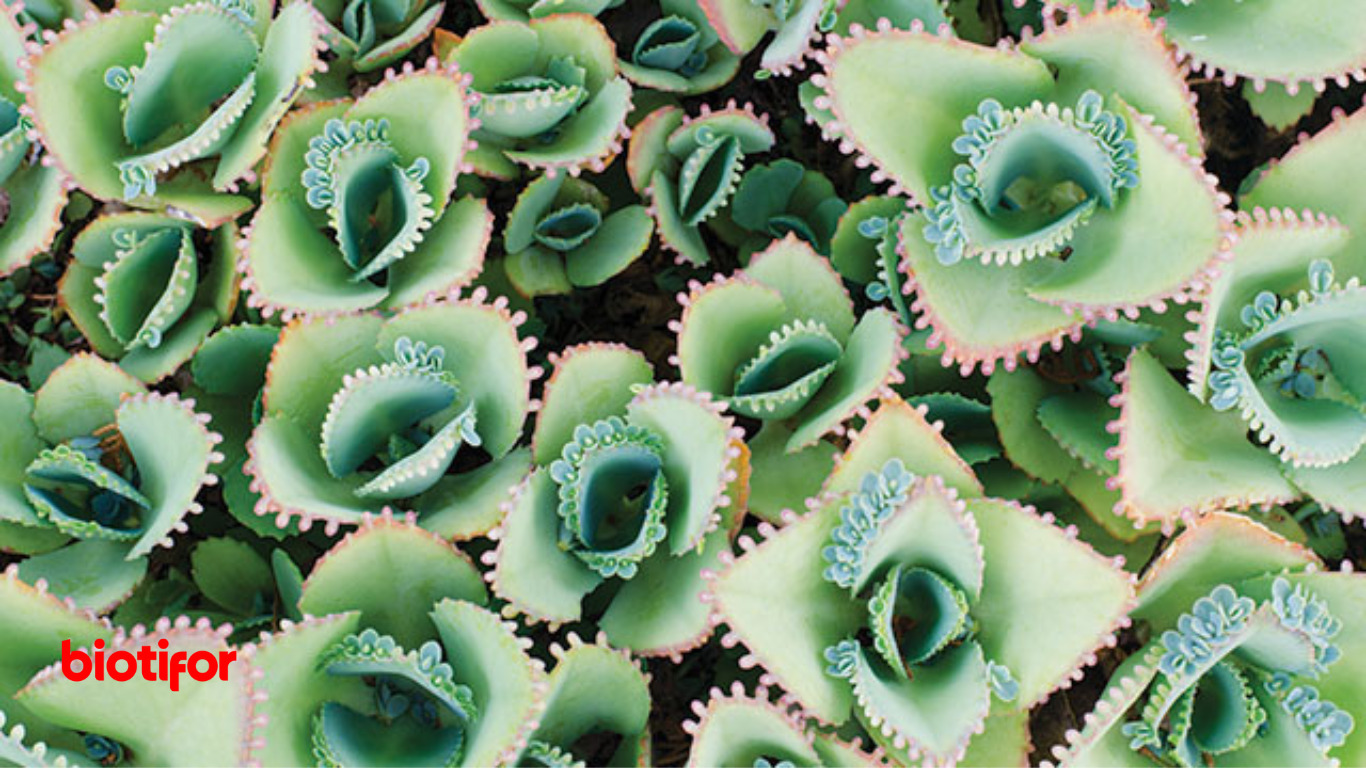 Tanaman Cocor Bebek: Tanaman Hias yang Menawan - Biotifor