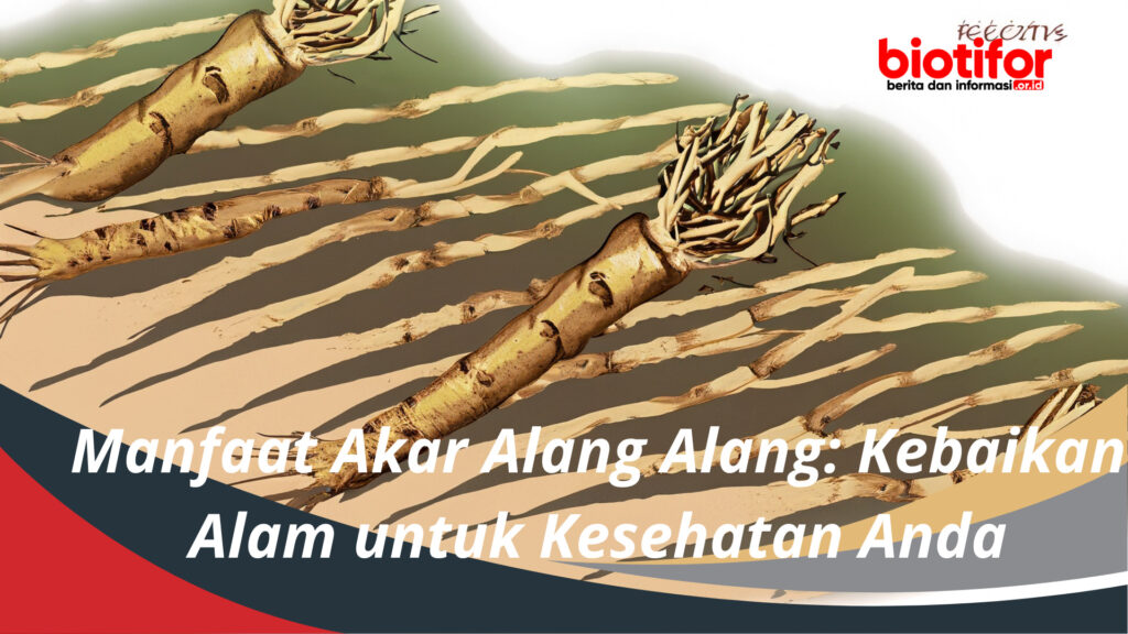 Manfaat Akar Alang Alang: Kebaikan Alam untuk Kesehatan Anda - Biotifor