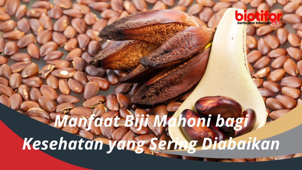 Manfaat Biji Mahoni bagi Kesehatan yang Sering Diabaikan - Biotifor